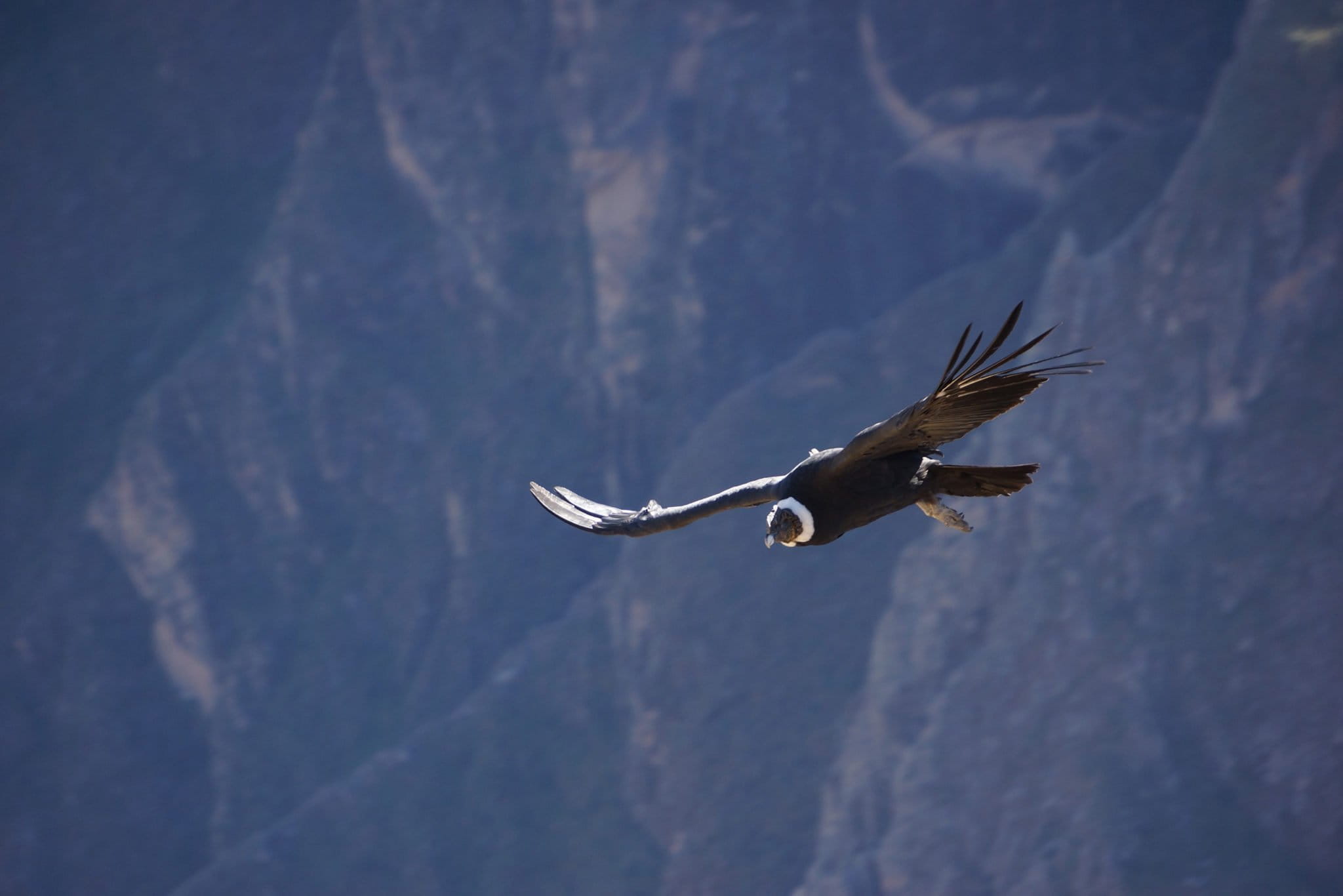 How Andean Condors in Peru saved the California condor from extinction ...