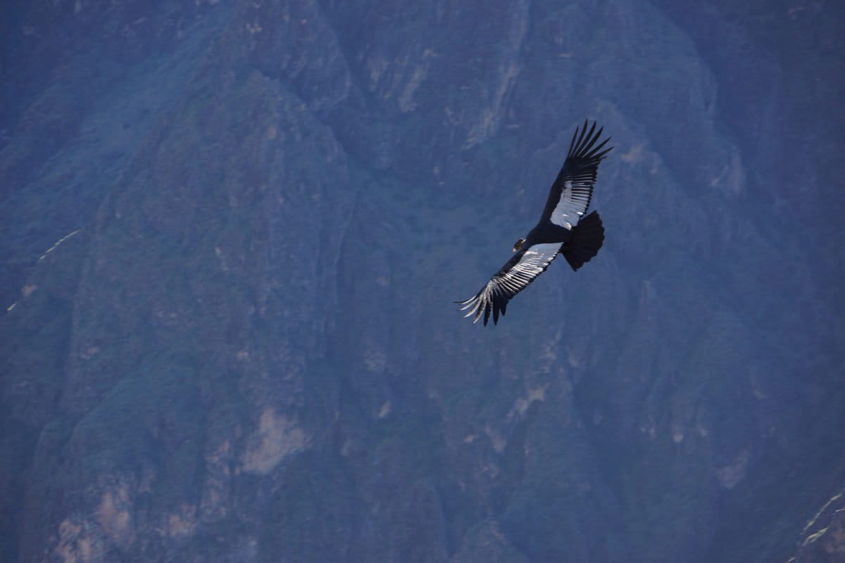 How Andean Condors in Peru saved the California condor from extinction ...