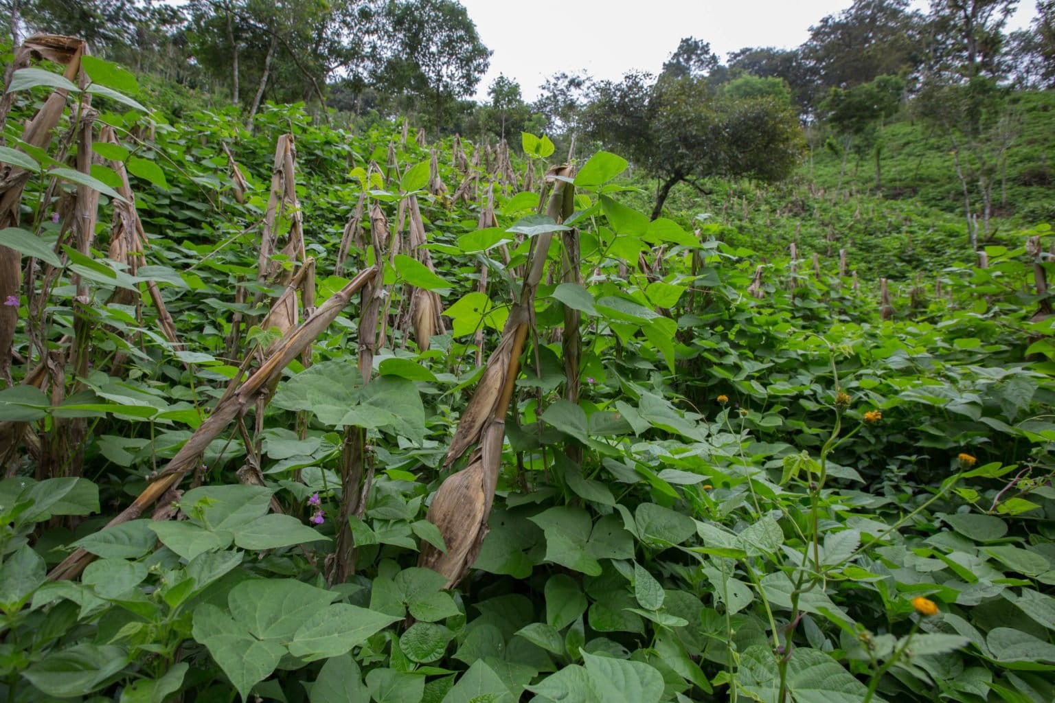 Unique Indigenous Maya food system blends cropping techniques in Guatemala