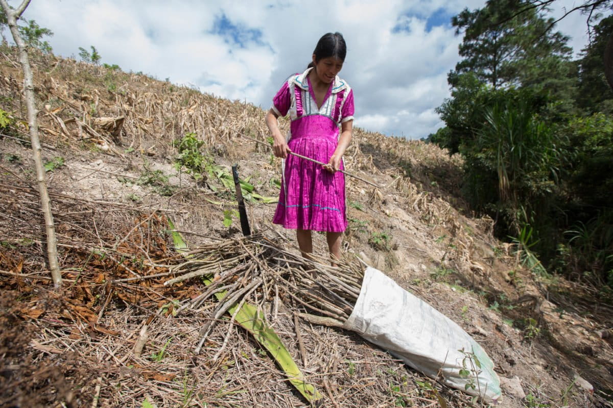 Unique Indigenous Maya food system blends cropping techniques in Guatemala