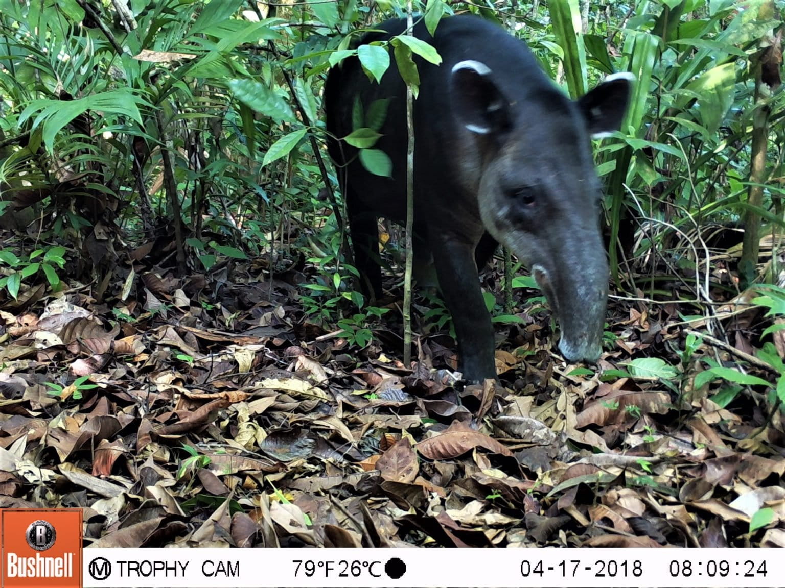 Tiny new tree frog species found in rewilded Costa Rican nature reserve