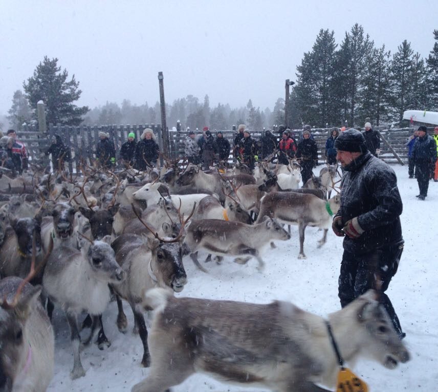 Climate change puts pressure on reindeer populations, both wild ...