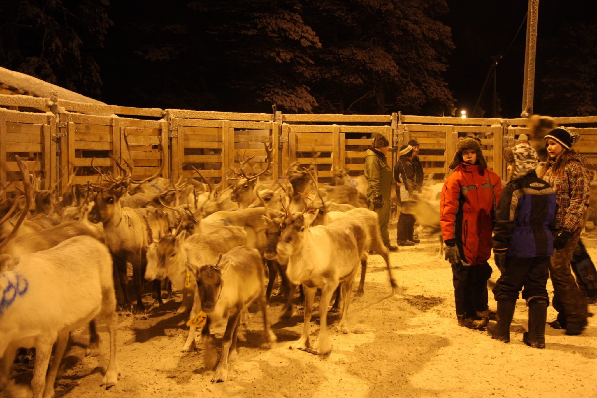 In the Arctic, Indigenous Sámi keep life centered on reindeer herding