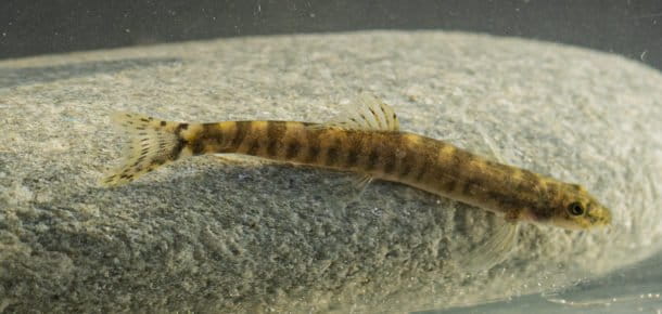 Holy loach! Fish missing for decades rediscovered in Turkey’s Batman River