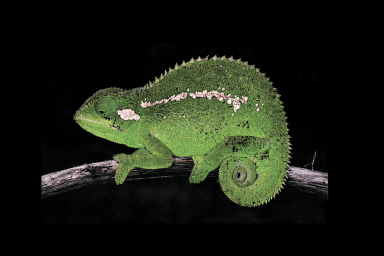 Top 15 Species Discoveries From 2021 Photos 