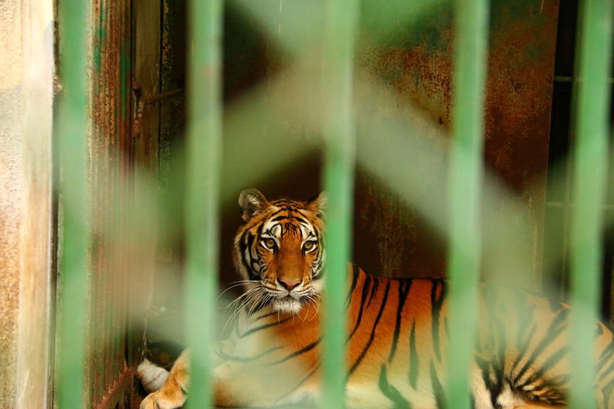 New study highlights hidden scale of U.S. illegal tiger trade