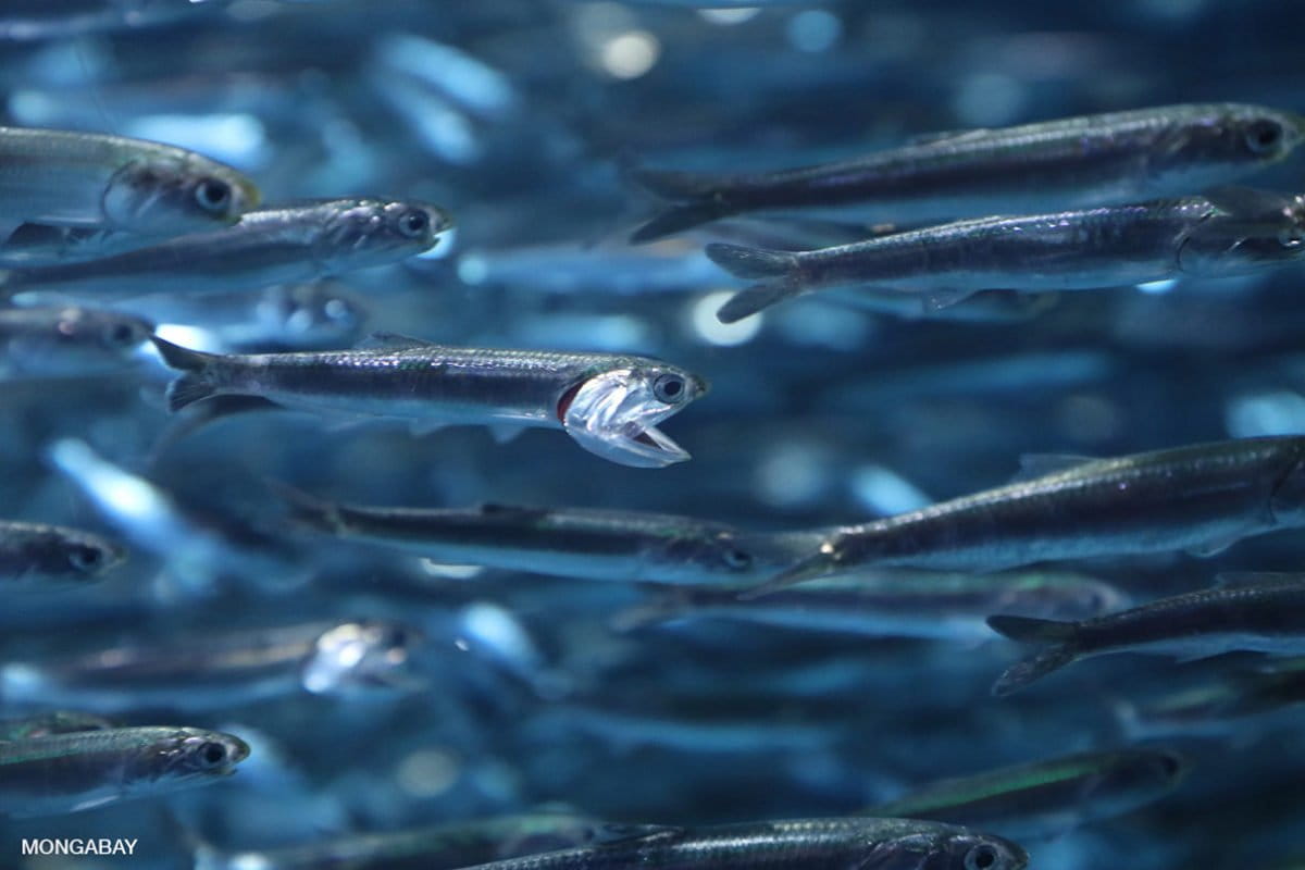 Warmer, oxygen-poor waters threaten world’s ‘most heavily exploited’ fish