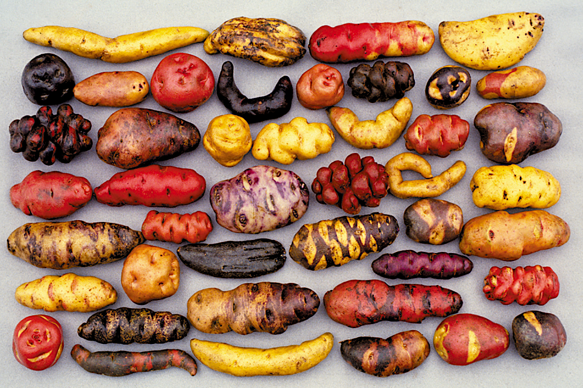 On agrobiodiversity, the Andes can teach the world much about crop ...