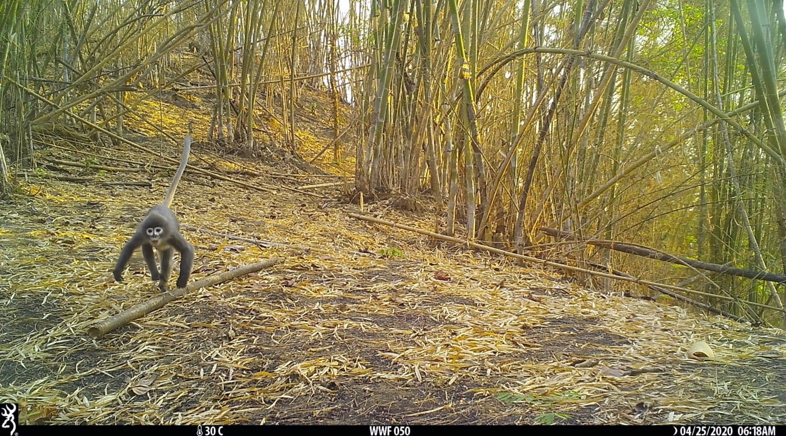 Greater Mekong primates struggle to cling on amid persistent threats ...