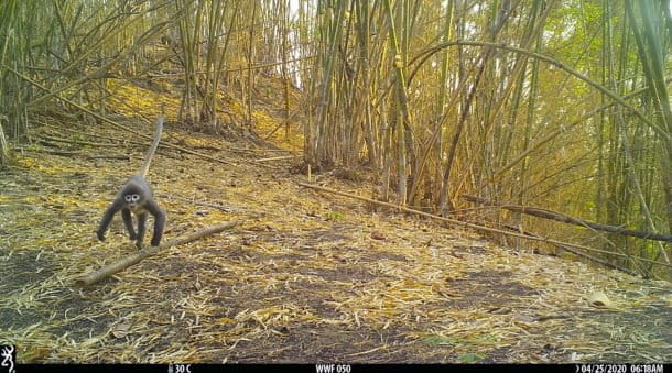 Greater Mekong primates struggle to cling on amid persistent threats ...