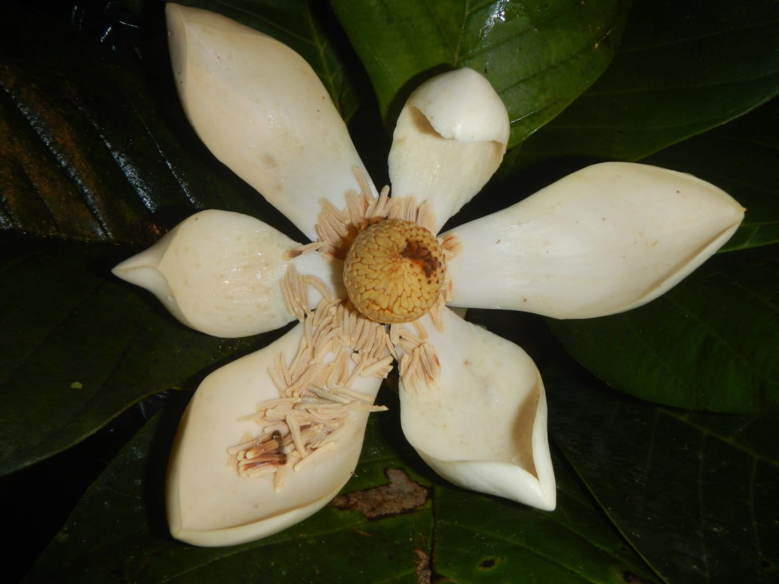 Sixty of one, half a dozen of the other: Rare magnolias get a new start ...