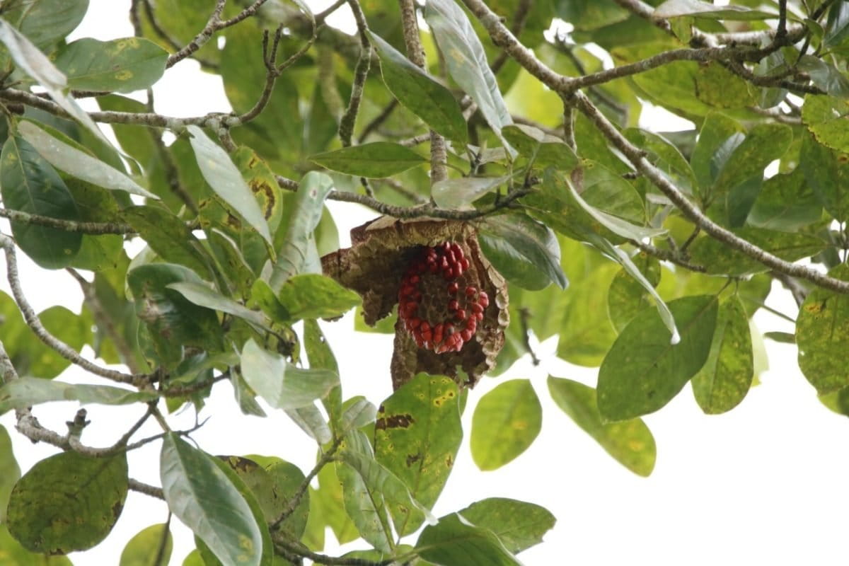 Sixty of one, half a dozen of the other: Rare magnolias get a new start ...