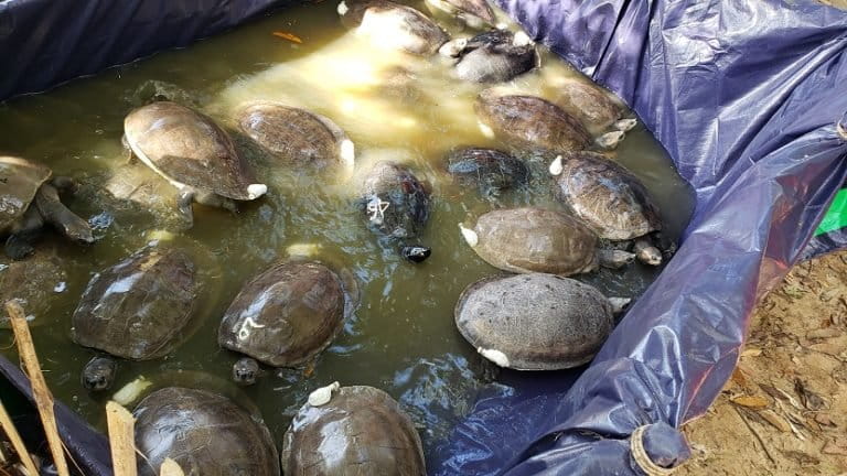 A royal release: Cambodia returns 51 rare turtles to the wild