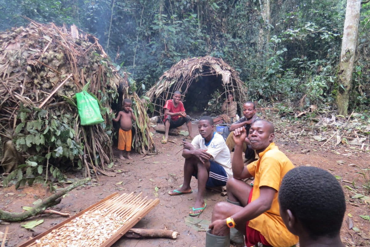 Indigenous hunter-gatherers in Cameroon diversify food sources in the ...