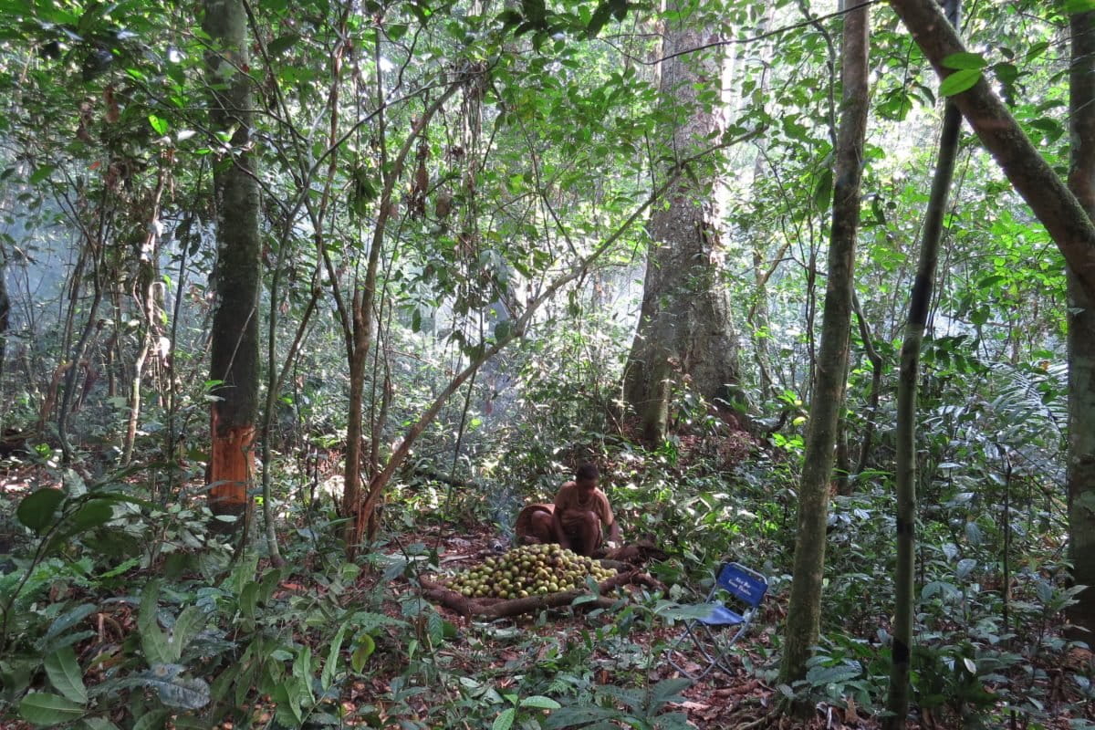 Indigenous hunter-gatherers in Cameroon diversify food sources in the ...