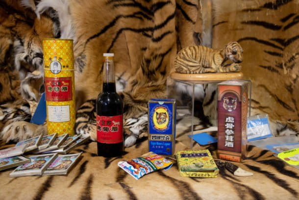 New study highlights hidden scale of U.S. illegal tiger trade