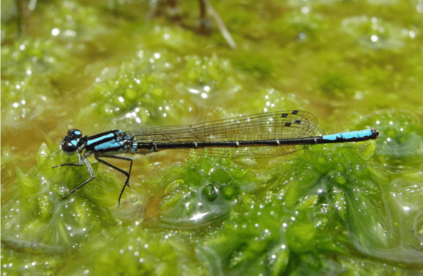 New assessment finds dragonflies and damselflies in trouble worldwide