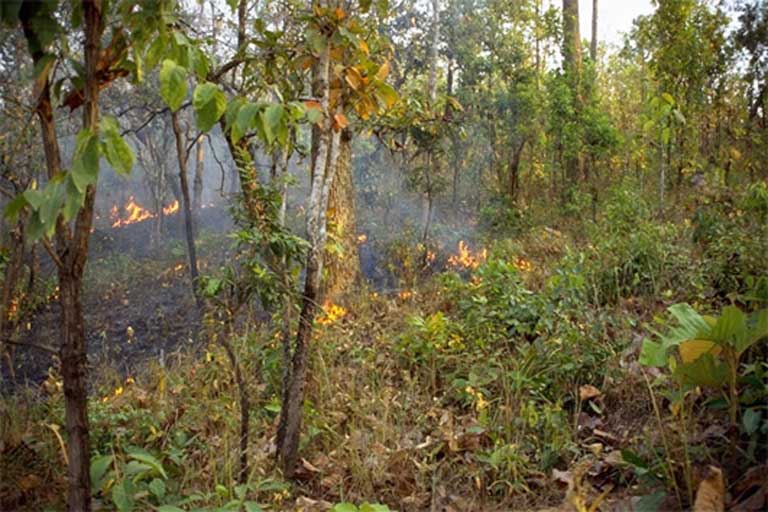 Amazon losing far more carbon from forest degradation than ...