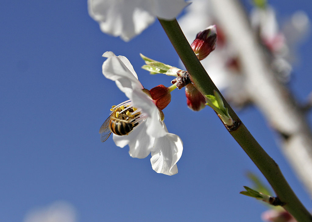 Air pollution makes it tough for pollinators to stop and smell the flowers
