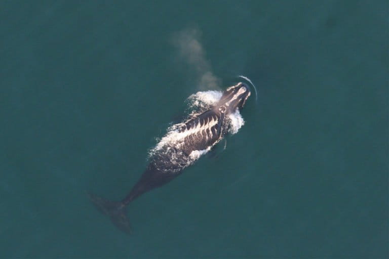 ‘There’s hope’ for North Atlantic right whales: Q&A with filmmaker ...