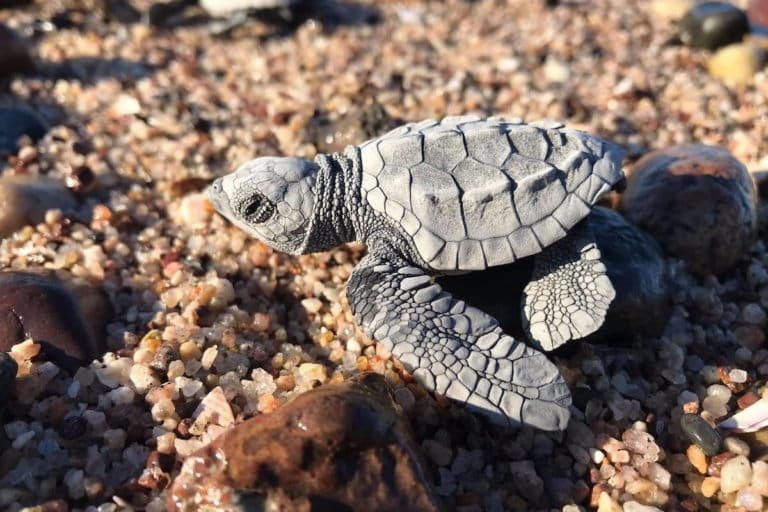 Indigenous Comcáac turtle group saves sea turtles in Mexico’s Gulf of ...