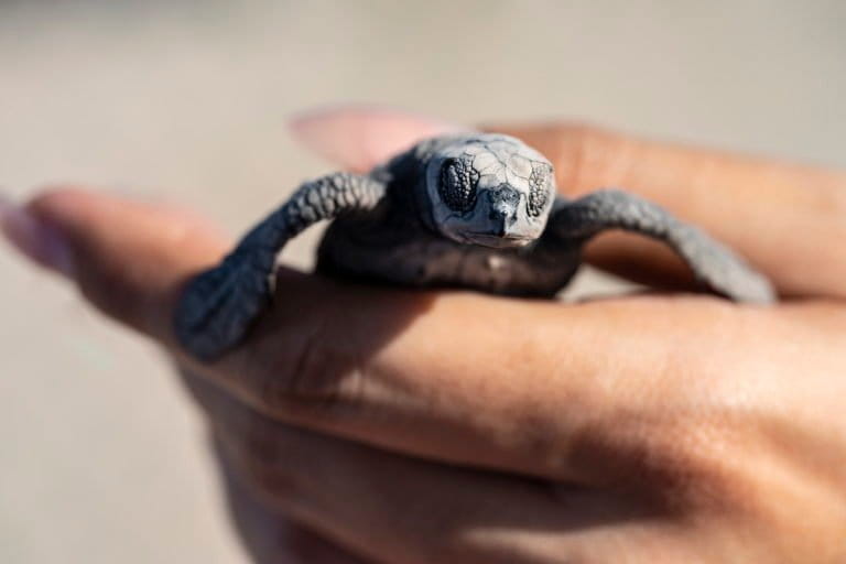 Indigenous Comcáac turtle group saves sea turtles in Mexico’s Gulf of ...