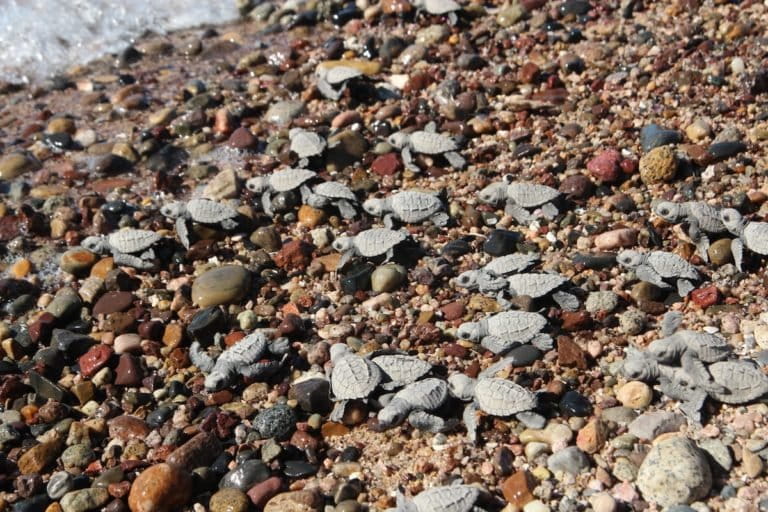 Indigenous Comcáac turtle group saves sea turtles in Mexico’s Gulf of ...