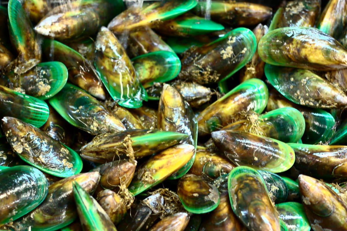 Indigenous knowledge ‘gives us a much richer picture’: Q&A with Māori ...