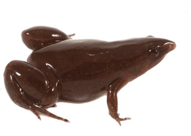 Chocolate frog? New burrowing frog species unearthed in Amazon’s rare ...