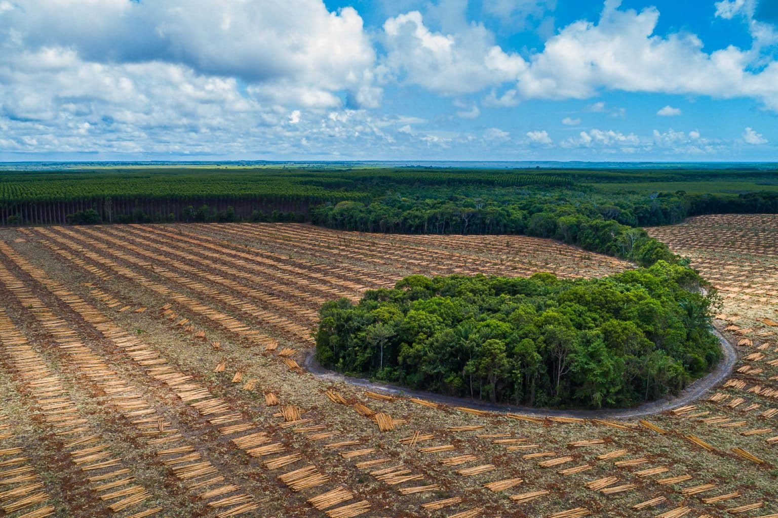 Brazil’s Atlantic Forest gets a chance at a fresh start through restoration