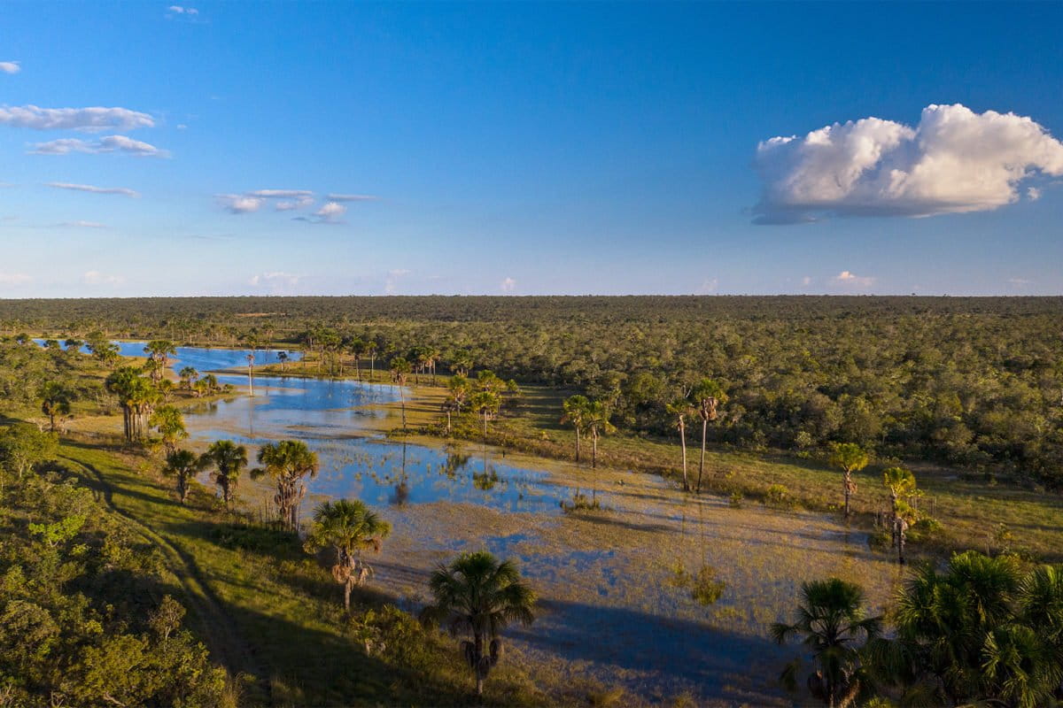 In destroying the Amazon, big agribusiness is torching its own viability
