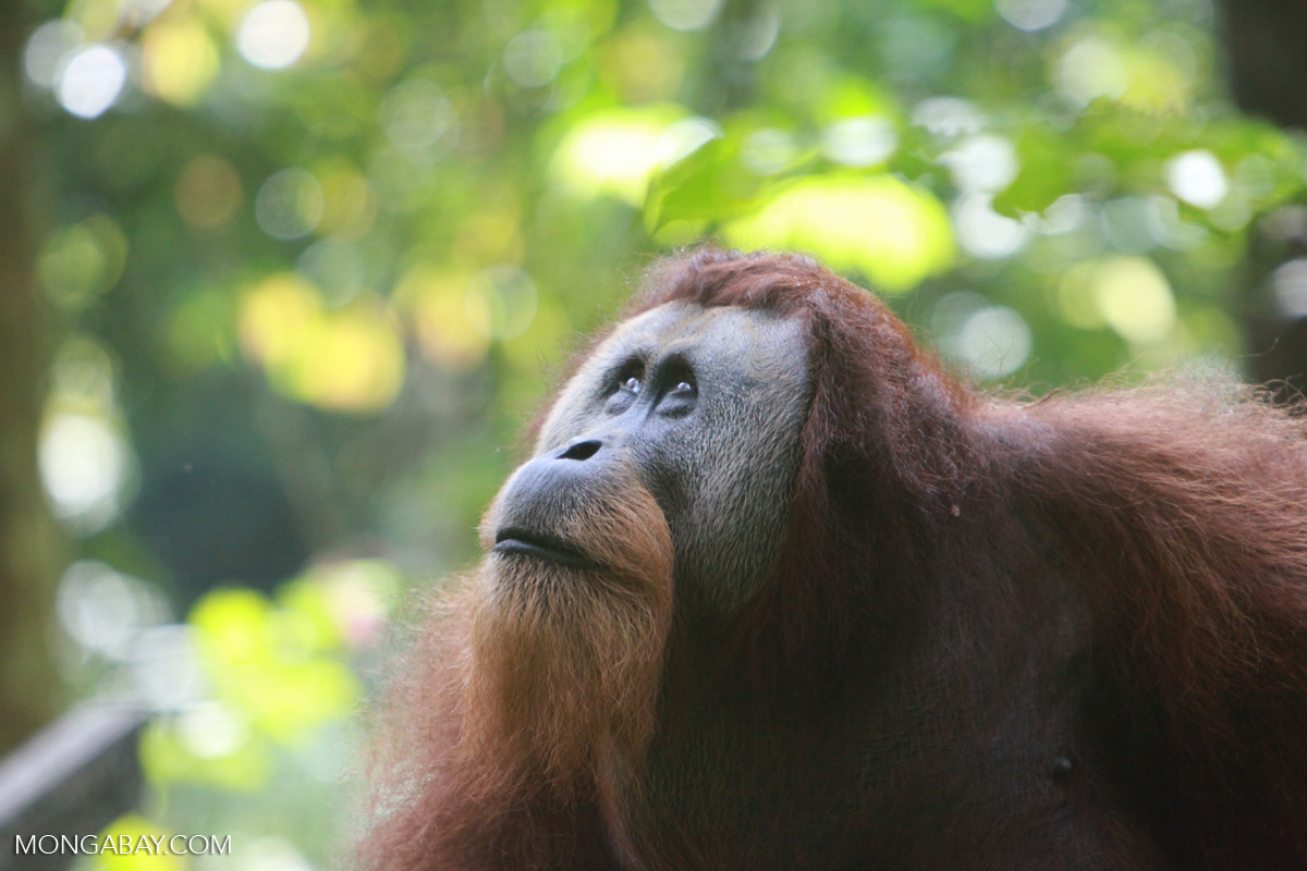 Palm oil producer mired in legal troubles still razing Sumatran forest