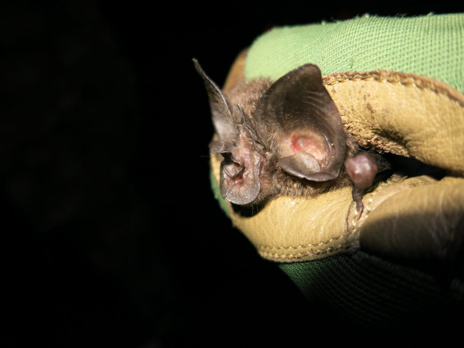 ‘Comical’ bat not seen in 40 years is found again in a Rwandan park