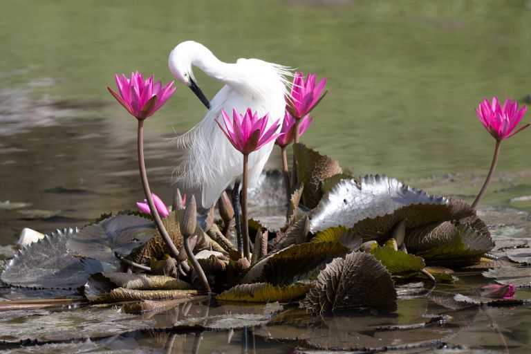 Photos: On Colombo’s outskirts, an urban birding paradise flourishes