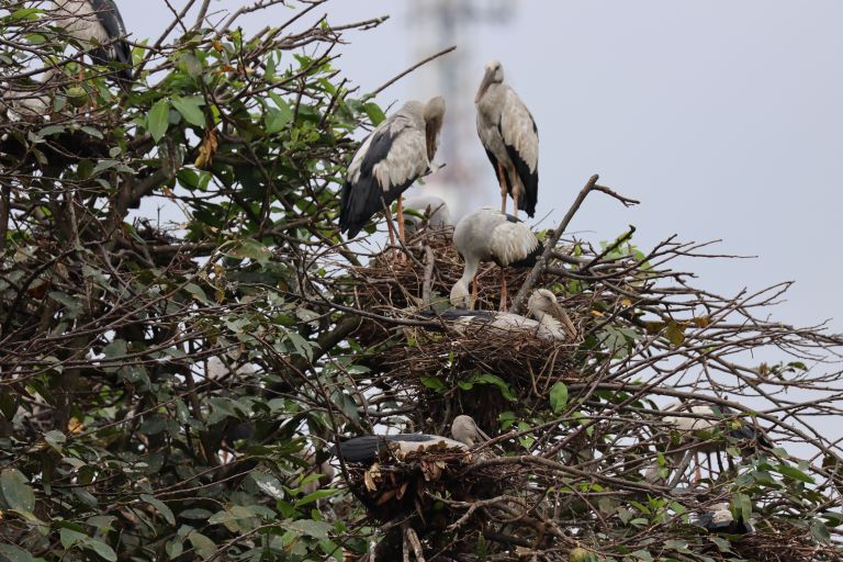 Photos: On Colombo’s outskirts, an urban birding paradise flourishes