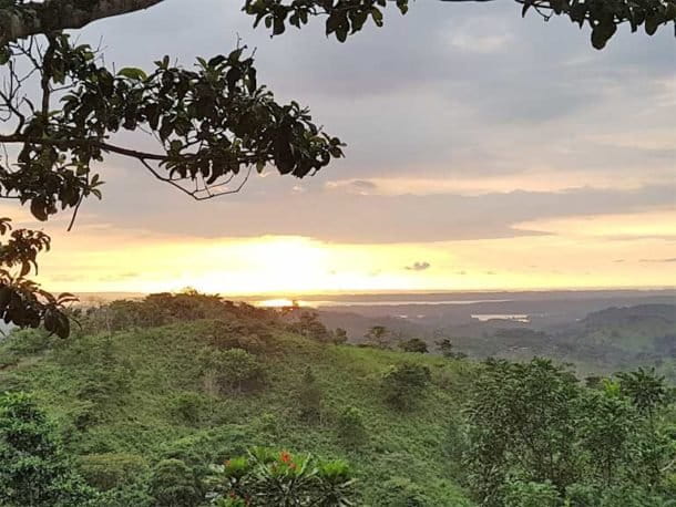 From teak farms to agroforestry: Panama tests reforestation strategies