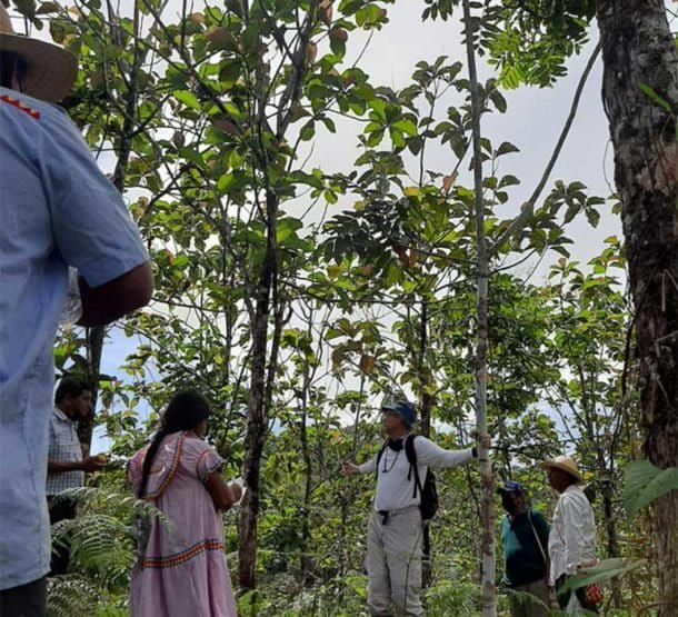 From teak farms to agroforestry: Panama tests reforestation strategies