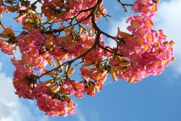 Luxury wood market driving extinction of rare ipê trees, report warns