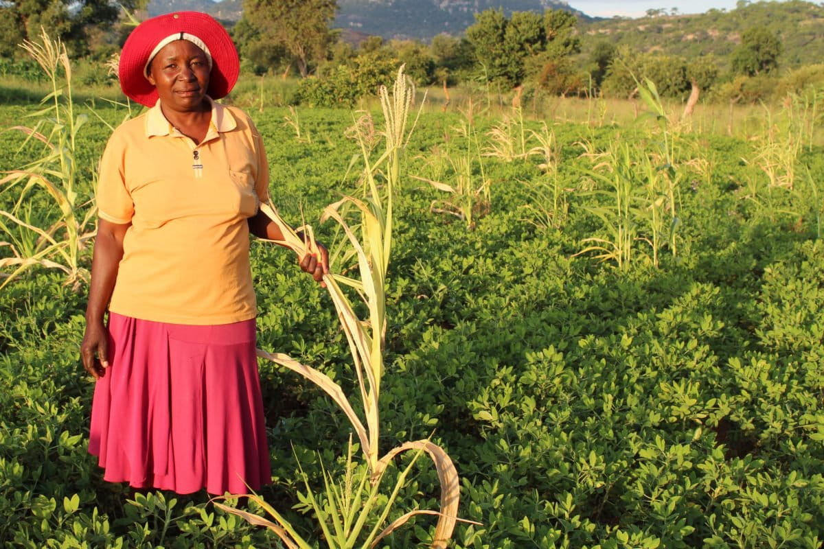 Farmers rediscover benefits of traditional small grains in Zimbabwe