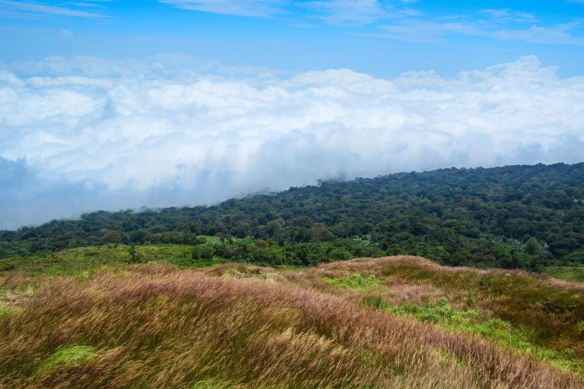 Civil conflict in Cameroon puts endangered chimpanzees in the crosshairs