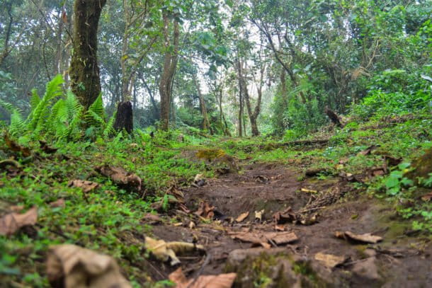 Civil conflict in Cameroon puts endangered chimpanzees in the crosshairs