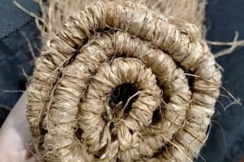 ‘We have a full pharmacopoeia of plants’: Q&A with Māori researcher ...