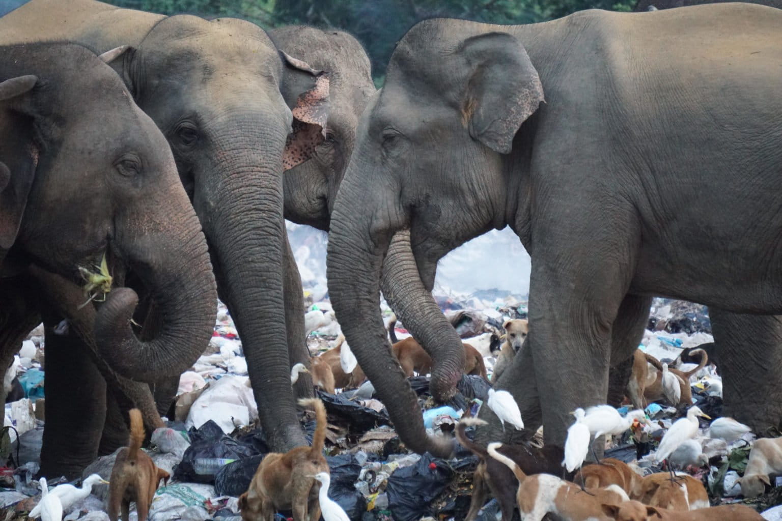 Poor waste management turns dump sites into death traps for Sri Lanka’s ...