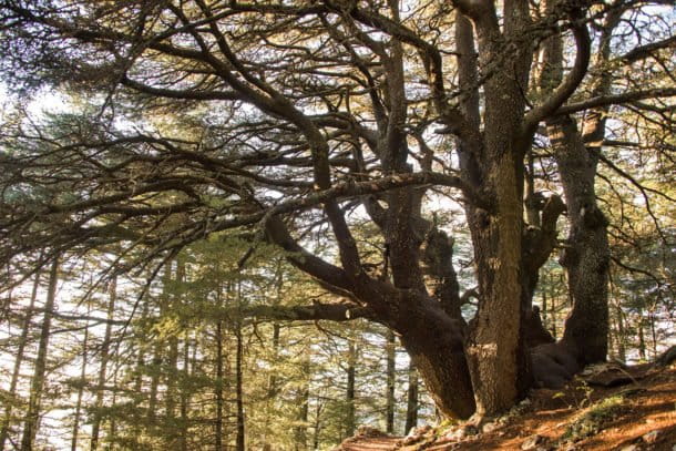 From land mines to lifelines, Lebanon’s Shouf is a rare restoration ...