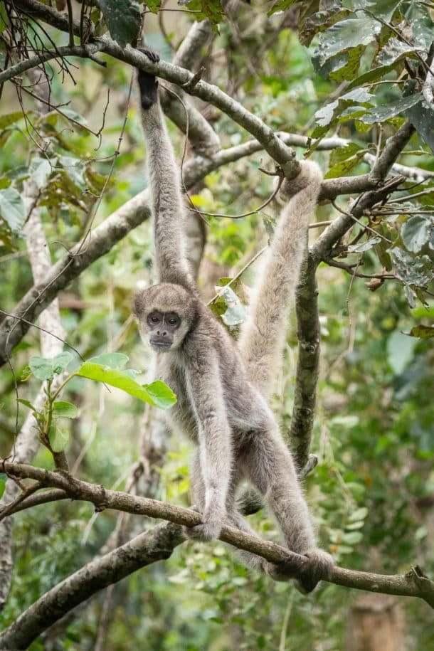 Making room in the Atlantic Forest for the largest primate in the Americas