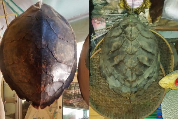 Shell of a comeback: New app, awareness campaigns bring hope for ...