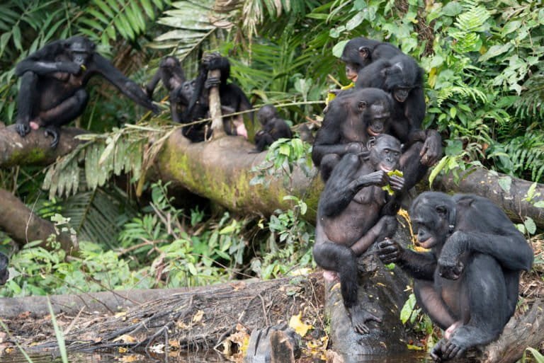 Bonobos torn from the wild make their return, with a helping hand