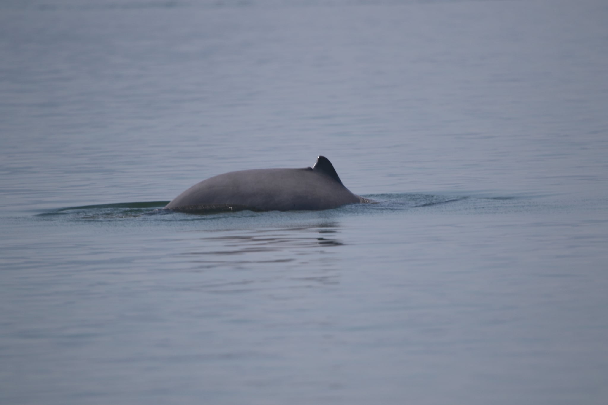 Death of last river dolphin in Laos rings alarm bells for Mekong population