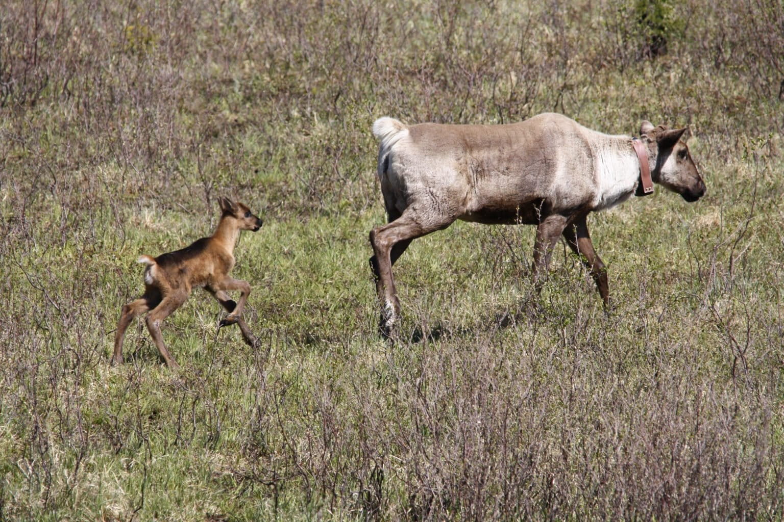 Indigenous knowledge and science team up to triple a caribou herd