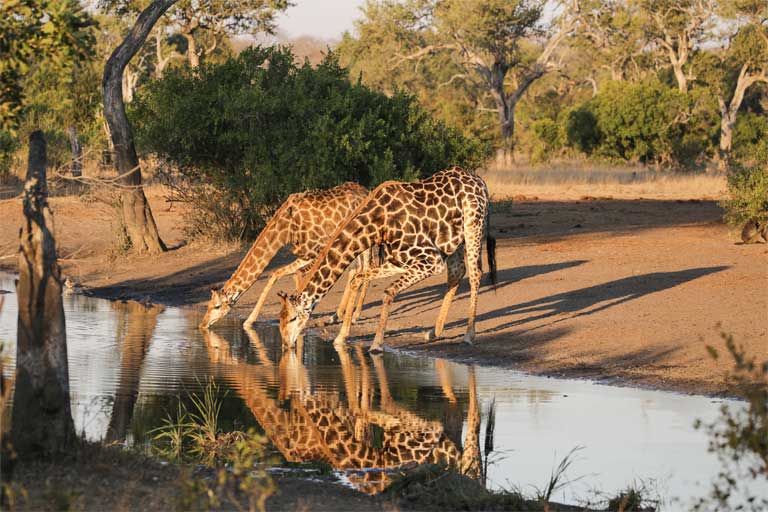 The world’s dams: Doing major harm but a manageable problem?